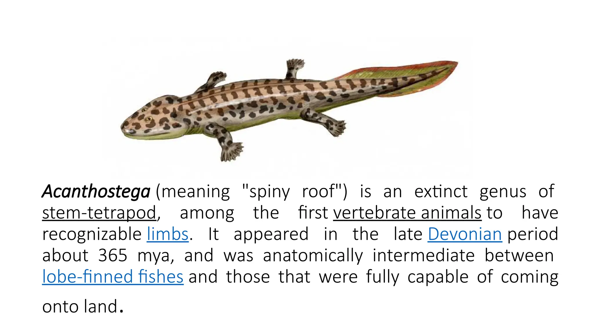 8. Origin and characteristics of tetrapods.pptx