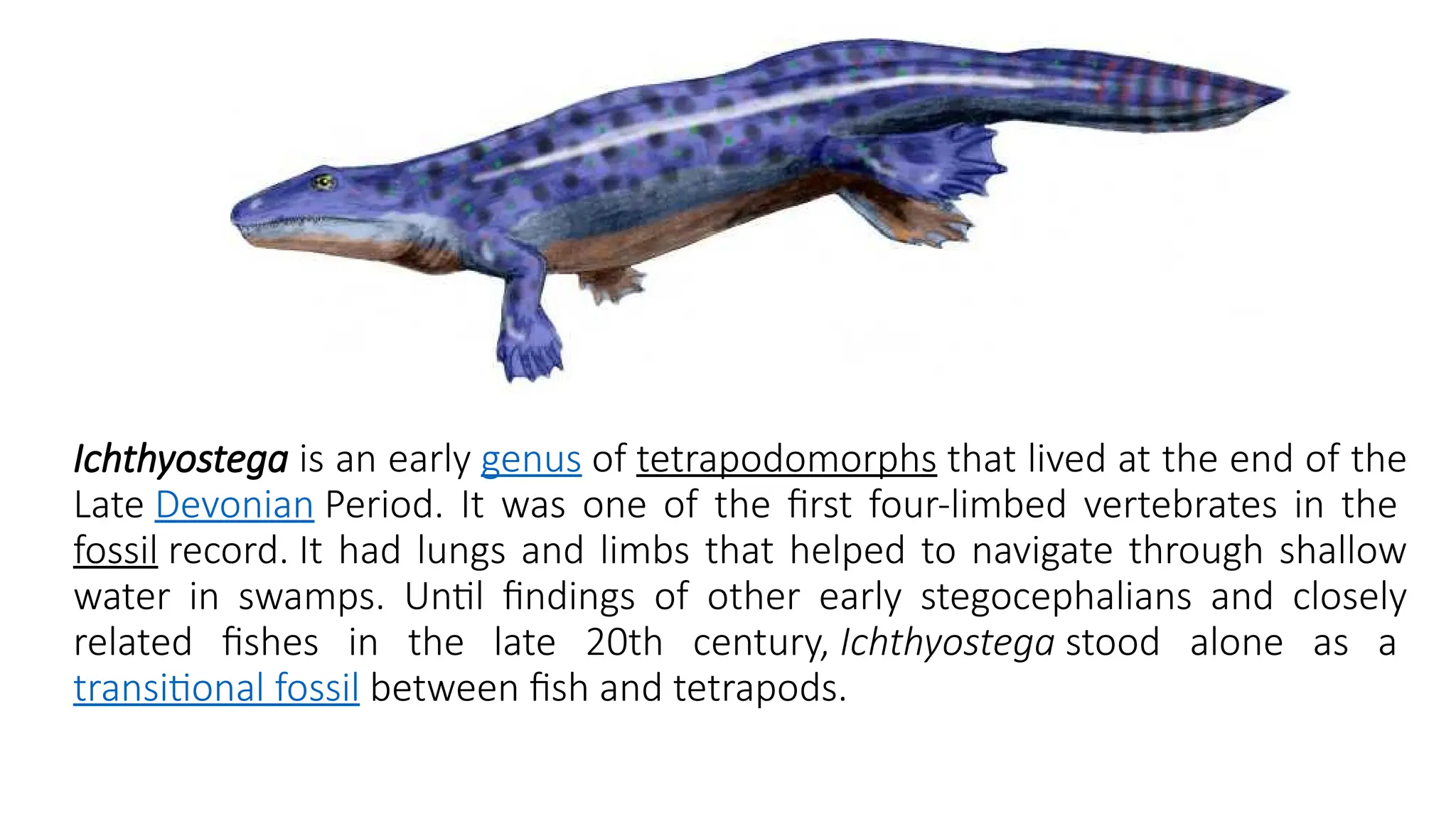 8. Origin and characteristics of tetrapods.pptx
