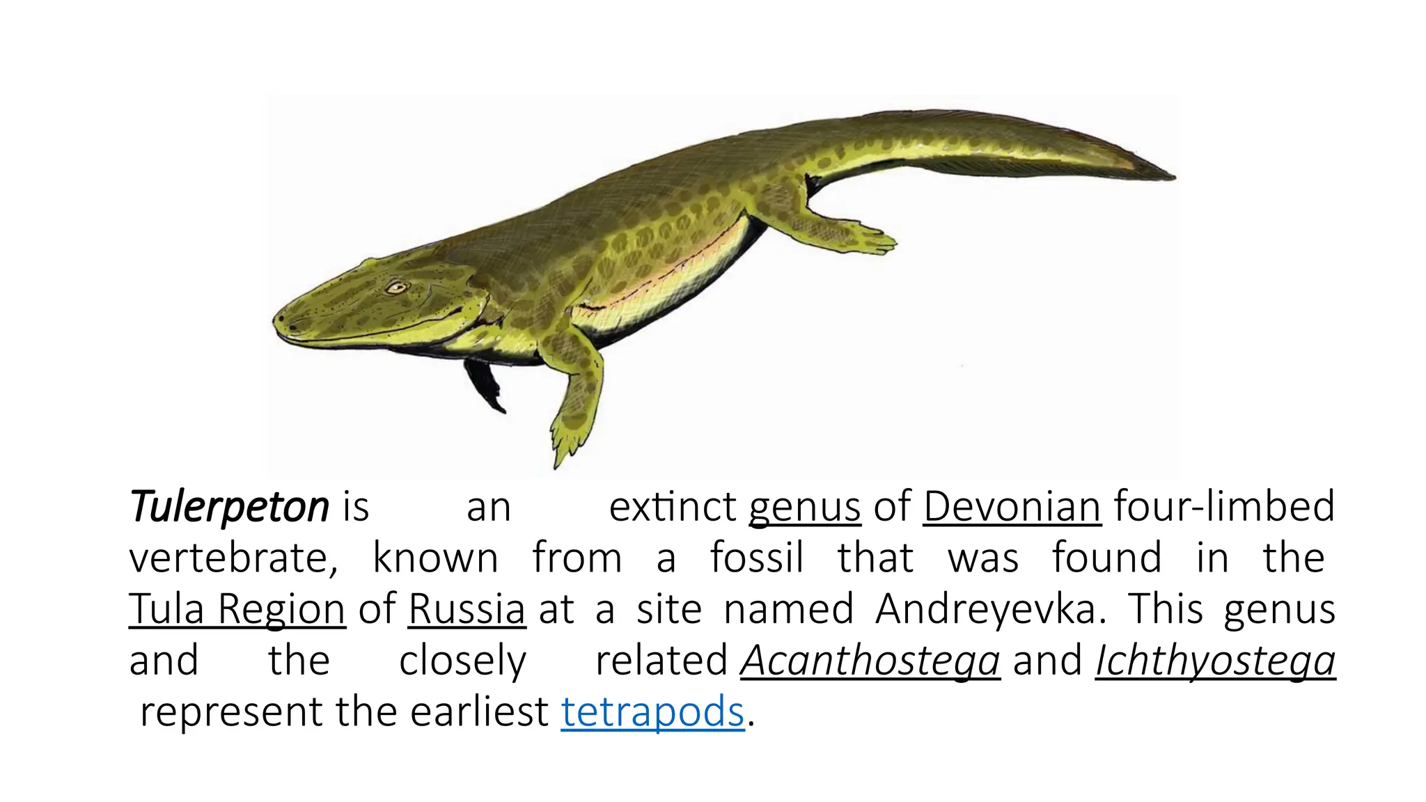 8. Origin and characteristics of tetrapods.pptx