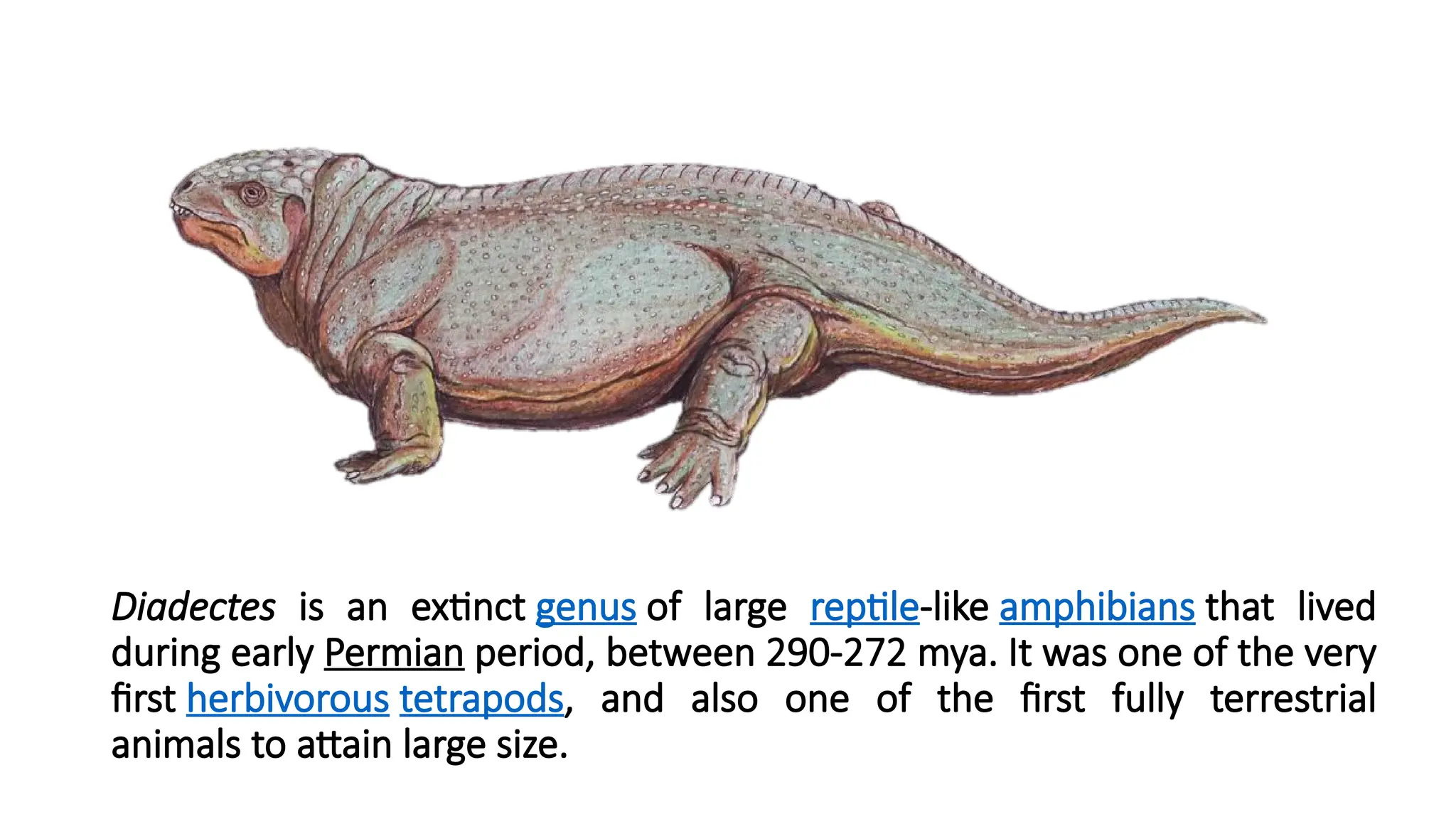 8. Origin and characteristics of tetrapods.pptx