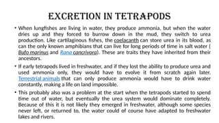 8. Origin and characteristics of tetrapods.pptx