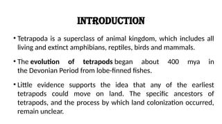 8. Origin and characteristics of tetrapods.pptx