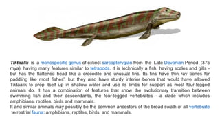 8. Origin and characteristics of tetrapods.pptx