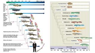 8. Origin and characteristics of tetrapods.pptx
