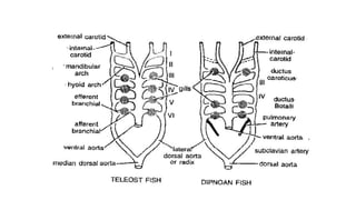 8. Origin and characteristics of tetrapods.pptx