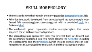 8. Origin and characteristics of tetrapods.pptx