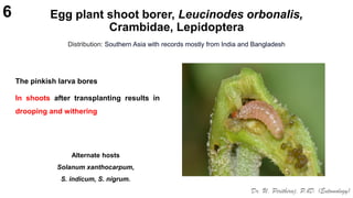 Pests of Potato_Identification_IPM_Dr.UPR.pdf