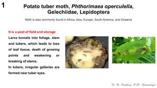 Pests of Potato_Identification_IPM_Dr.UPR.pdf