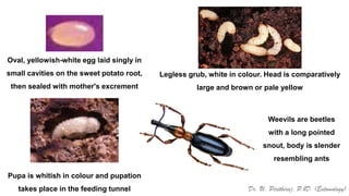 Pests Of Sweet Potato Identification Ipm Dr Upr Pdf