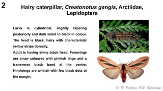 Pests of Sweet Potato_Identification_IPM_Dr.UPR.pdf