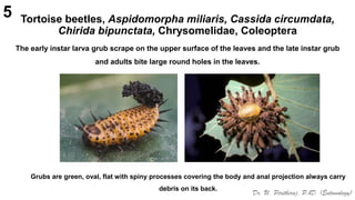 Pests of Sweet Potato_Identification_IPM_Dr.UPR.pdf