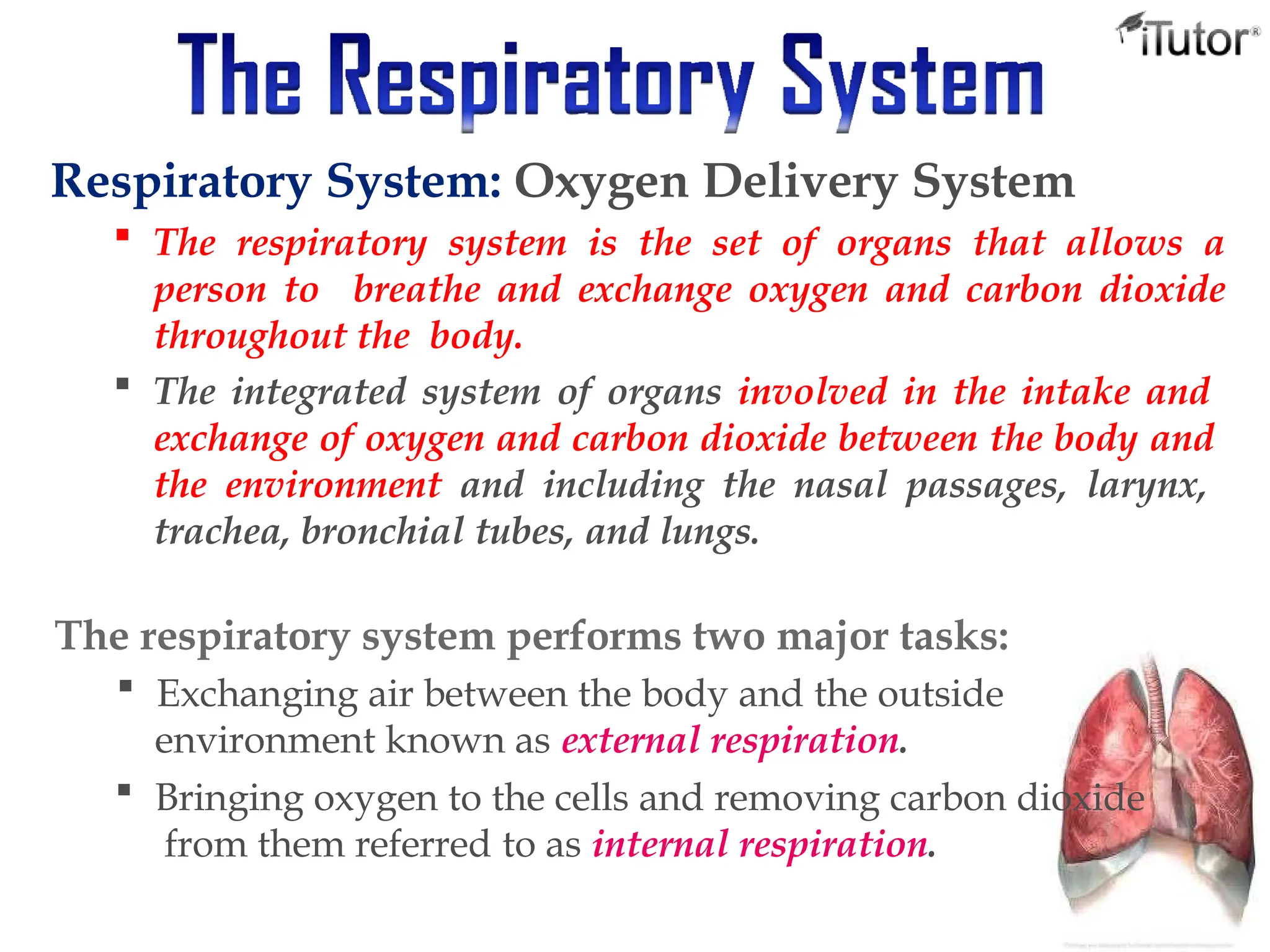8. The respiratory system different parts involve in respiratory system ...