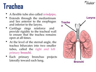8. The respiratory system different parts involve in respiratory system ...