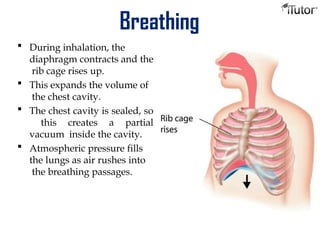 8. The respiratory system different parts involve in respiratory system ...