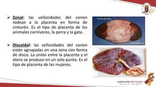 8.Placentación en estudios bovino....... | PDF