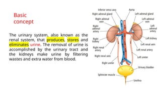Urinary System of Anatomy(for university).pptx