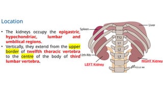Urinary System of Anatomy(for university).pptx