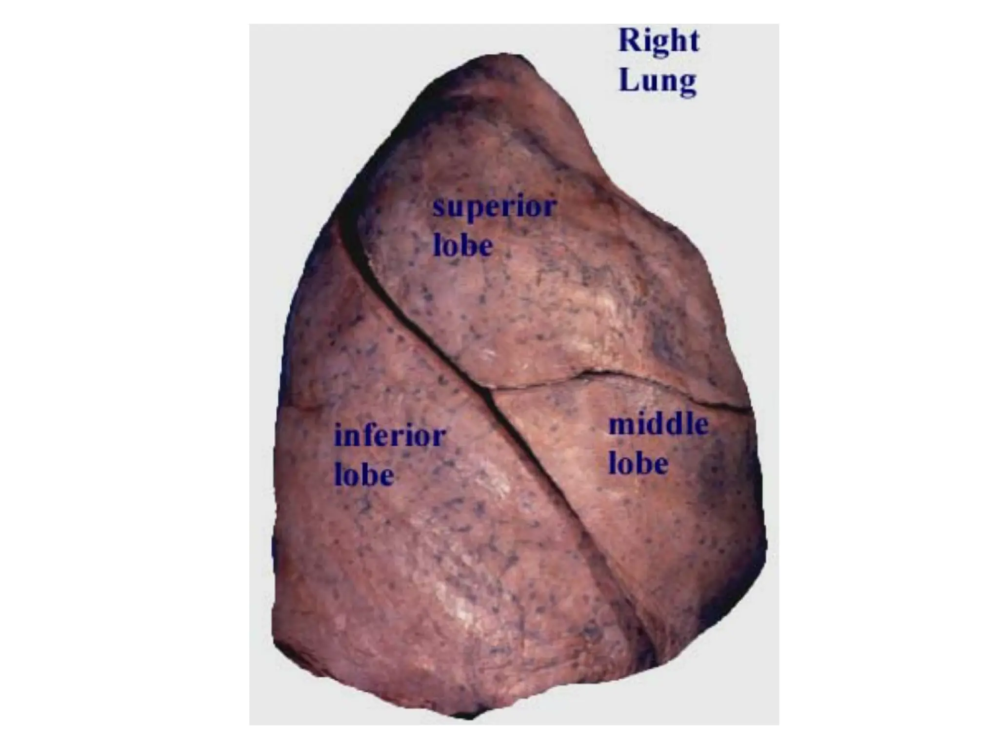 8. Anatomy of Lungs ppt.pptx by mursal rahimi | PPTX