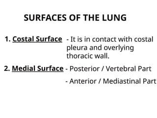 8. Anatomy of Lungs ppt.pptx by mursal rahimi | PPTX