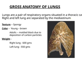 8. Anatomy of Lungs ppt.pptx by mursal rahimi | PPTX