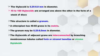 8. Chloroplast.pptx Cell and Molecular Biology | PPTX