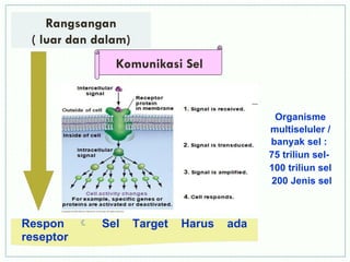 Sistem Komunikasi Sel didalam tubuh manusia | PPTX