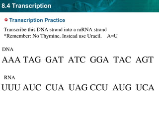 8.4_the Transcription and its ribosomes and | PPT