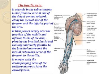 8.The_Arm anatomy presentation lecture.pptx