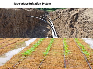 Methods of Irrigation for horticultural crops | PPTX