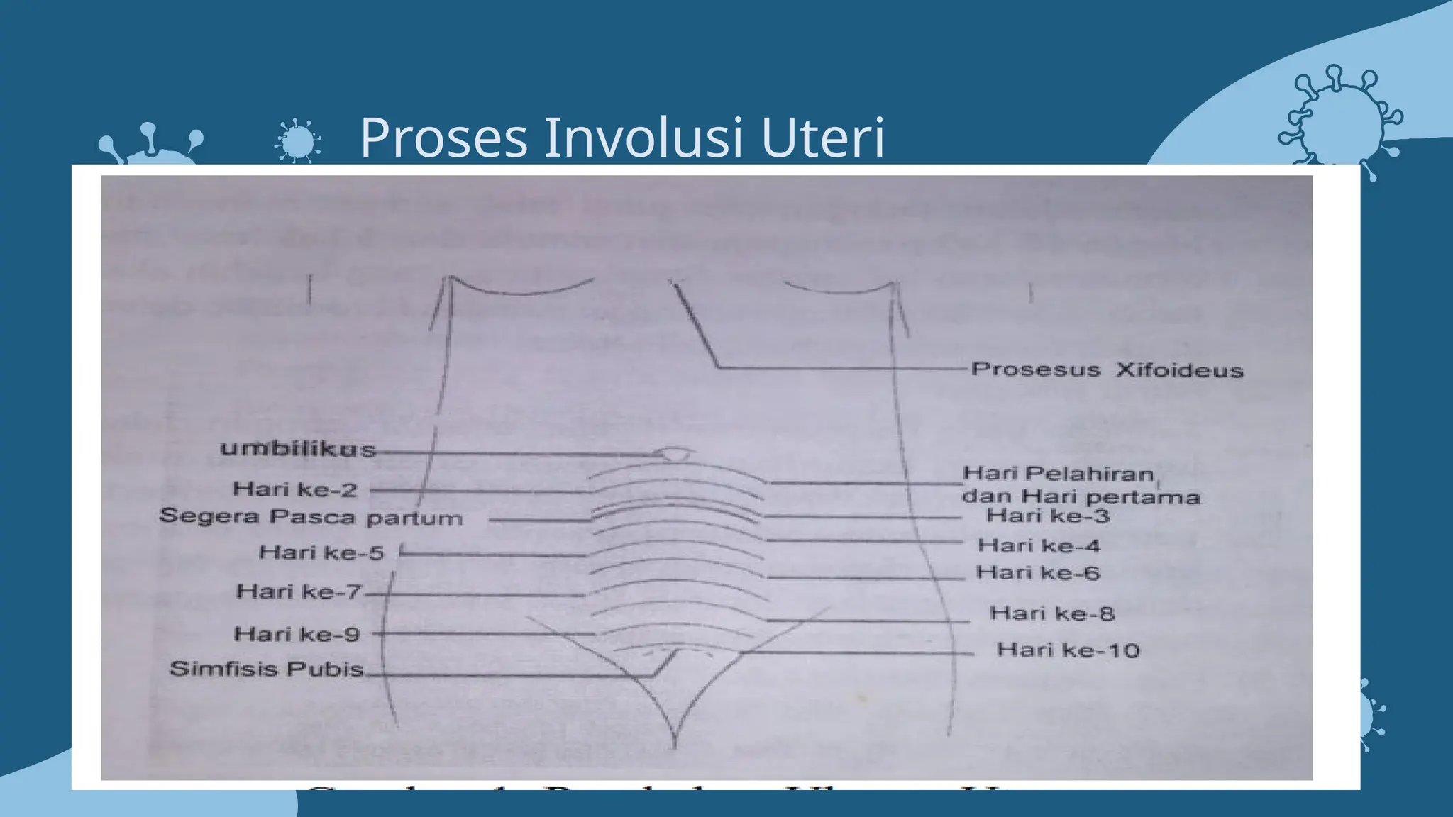 8. Perubahan Fisiologis Masa Nifas nifa nifas.pptx