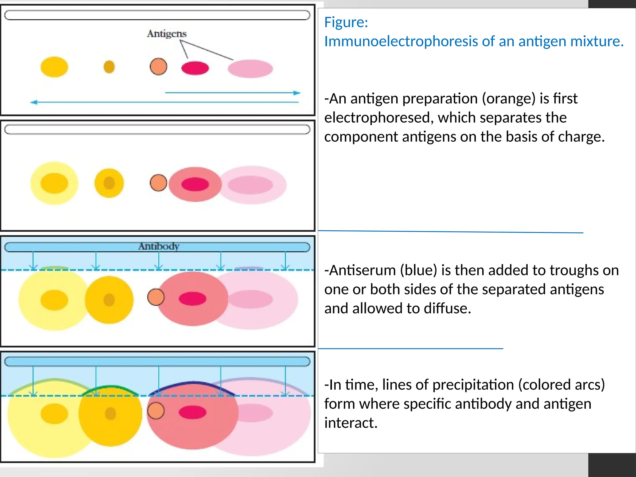 8.immunoelect svmrophoresimsnd v,dvn s.pptx