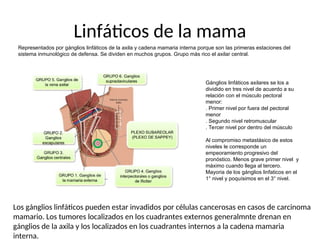 8.4-Anatomia-de-La-Glandula-Mamaria.pptt