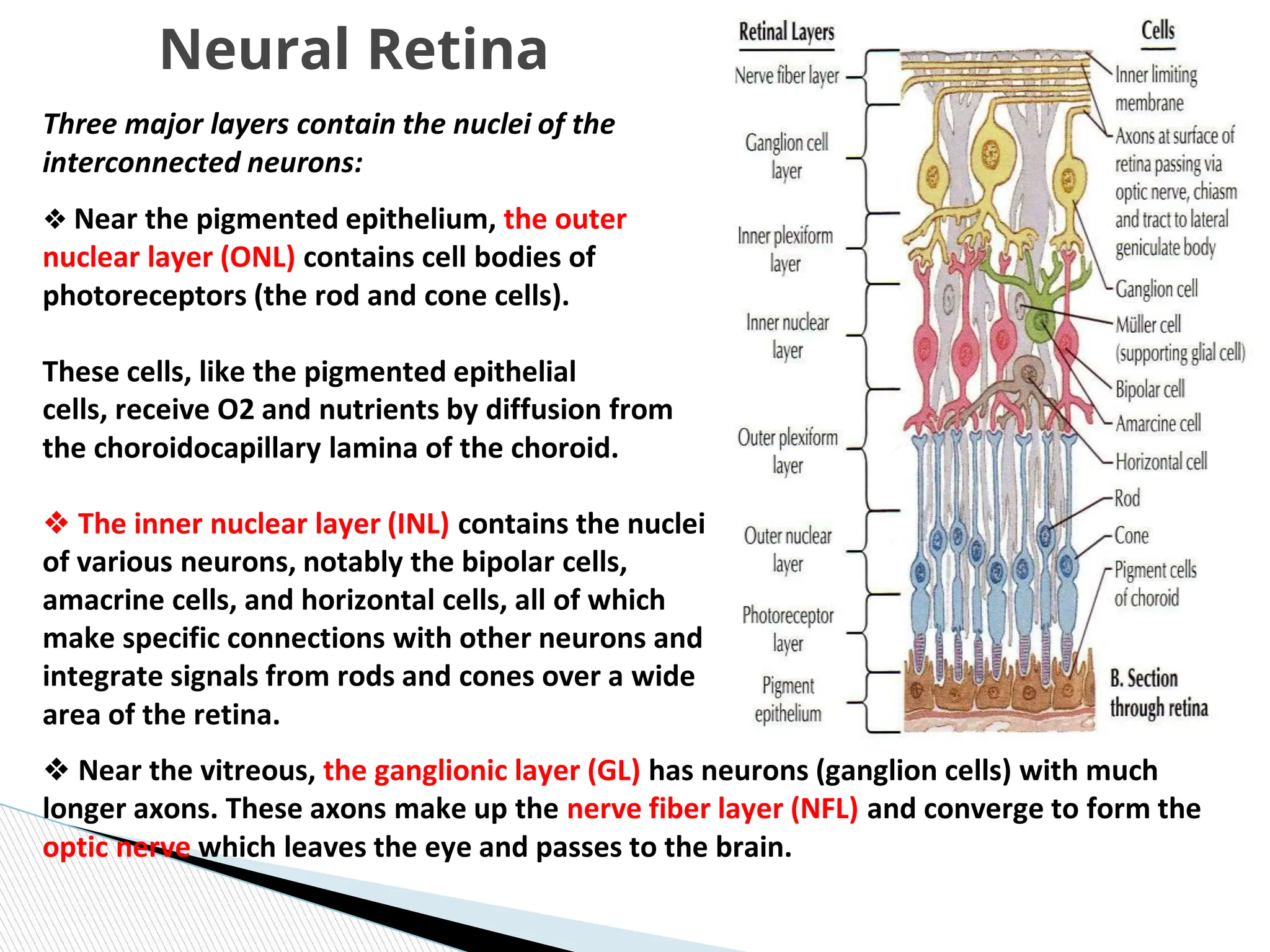 anatomy eyes from what you see .pdf