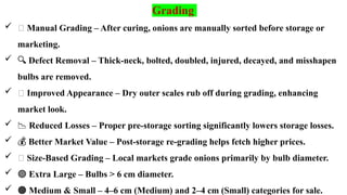 curing, grading and storage of onion for storage | PPTX