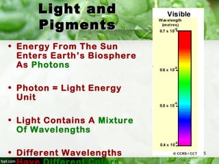 8-2 photosynthesis an overview | PPT