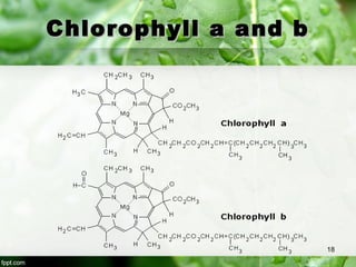 8-2 photosynthesis an overview | PPT