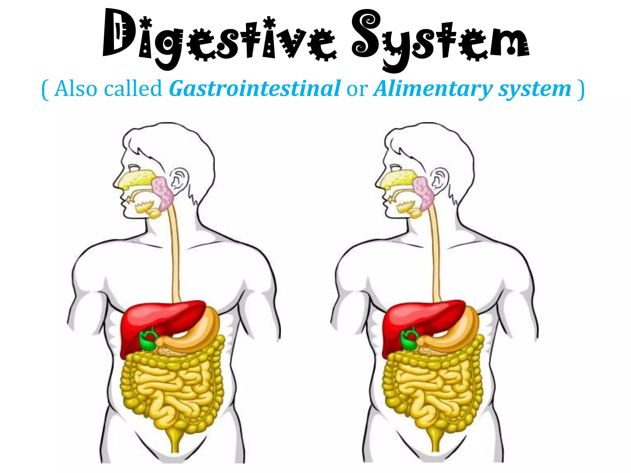8 3. digestive system | PPTX