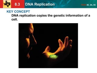 DNA REPLICATION NOTES FOR HIGH SCHOOL BIOLOGY | PPT