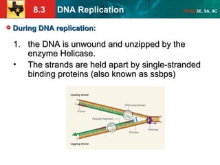 DNA REPLICATION NOTES FOR HIGH SCHOOL BIOLOGY | PPT