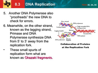 DNA REPLICATION NOTES FOR HIGH SCHOOL BIOLOGY | PPT