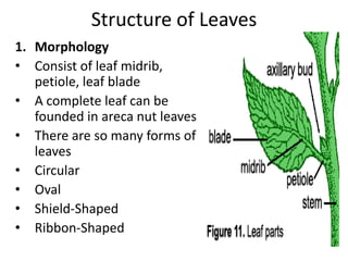 8 6. Structure and function of plant organs | PPTX