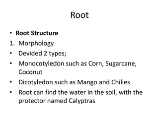8 6. Structure and function of plant organs | PPTX