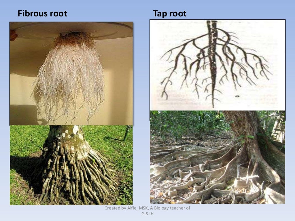 8 6. Structure and function of plant organs
