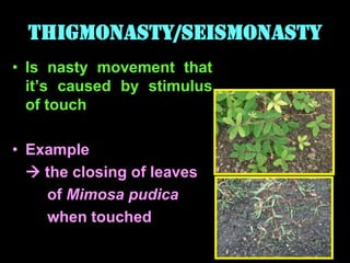 8 8. movement in plant | PPTX