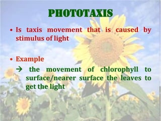 8 8. movement in plant | PPTX
