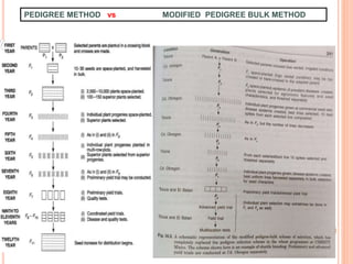 Pedigree and bulk SSD | PPT