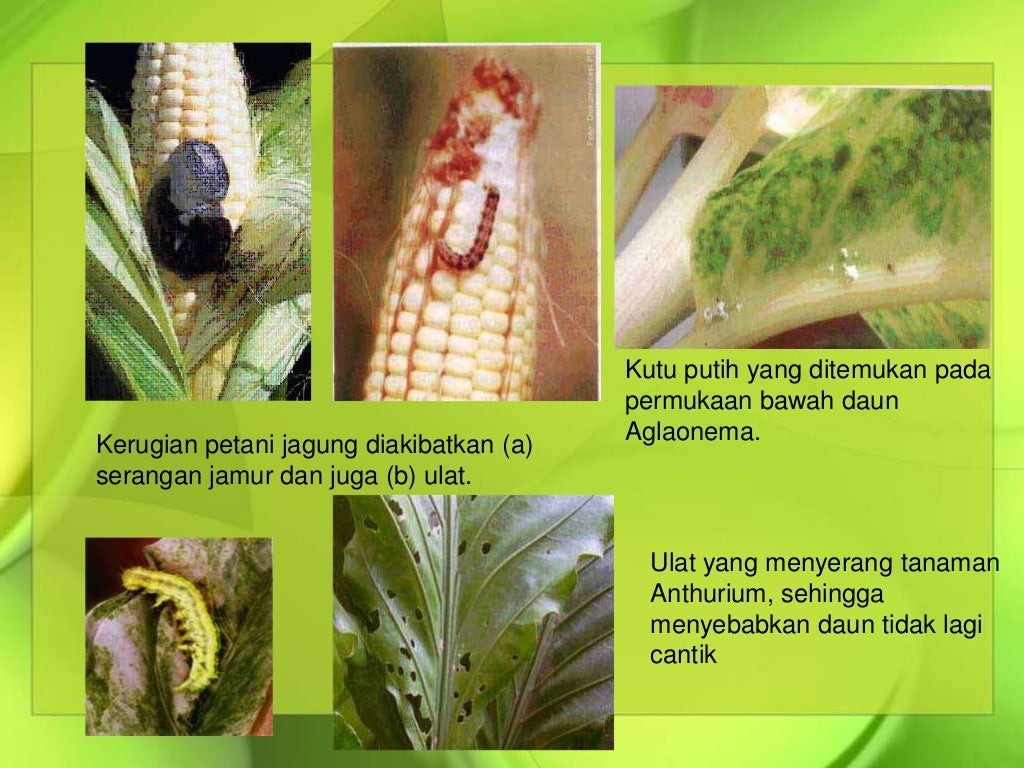 Penyakit Pada Tanaman Jagung - Perumperindo.co.id