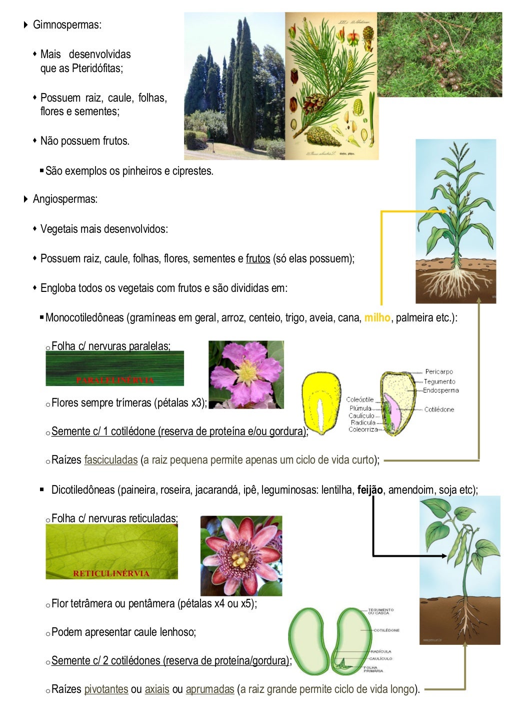 Questões Sobre Reino Plantae - LIBRAIN