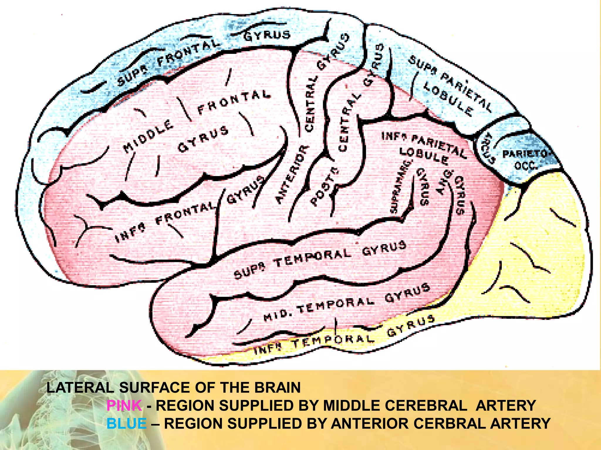 frontal lobe | PPTX
