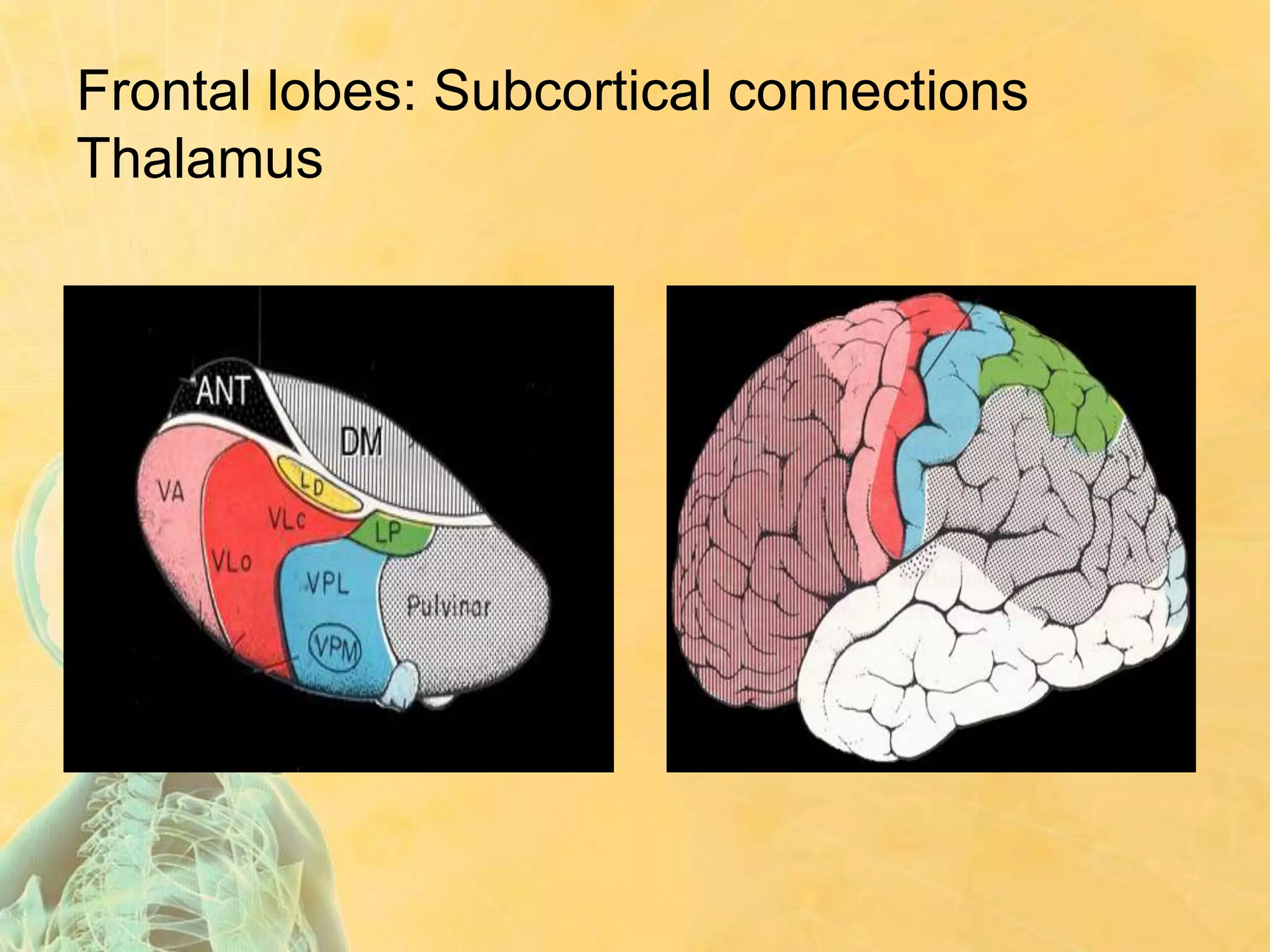 frontal lobe | PPTX
